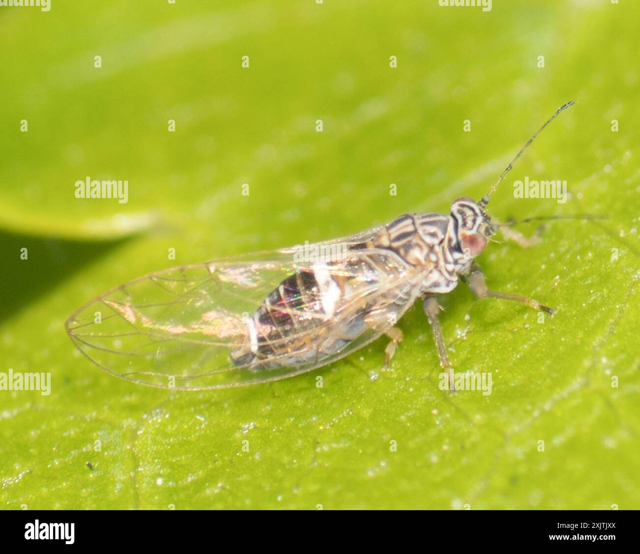 Potato Psyllid (Bactericera cockerelli) Insecta Stock Photo - Alamy
