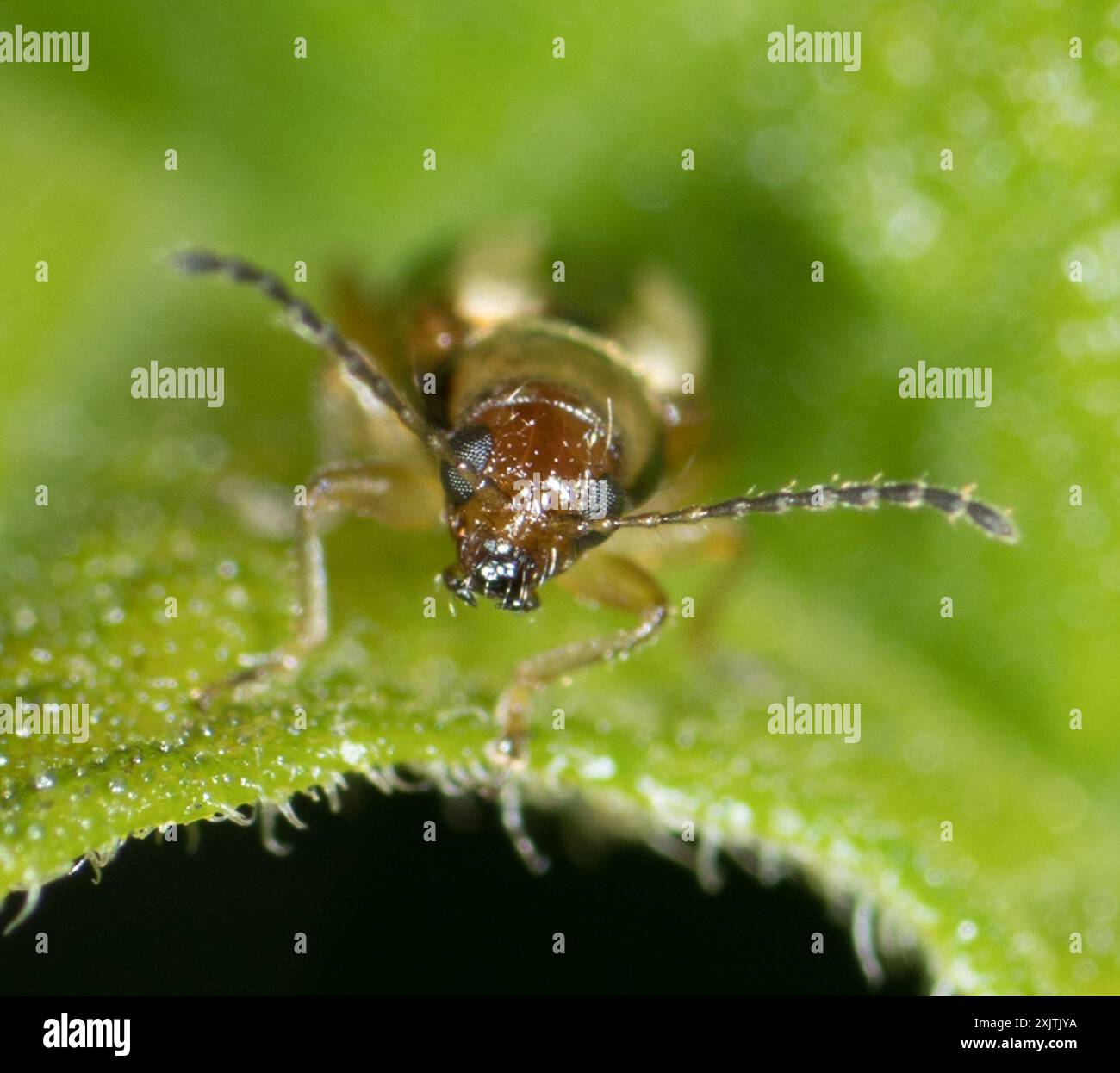 Flea Beetles (Alticini) Insecta Stock Photo - Alamy