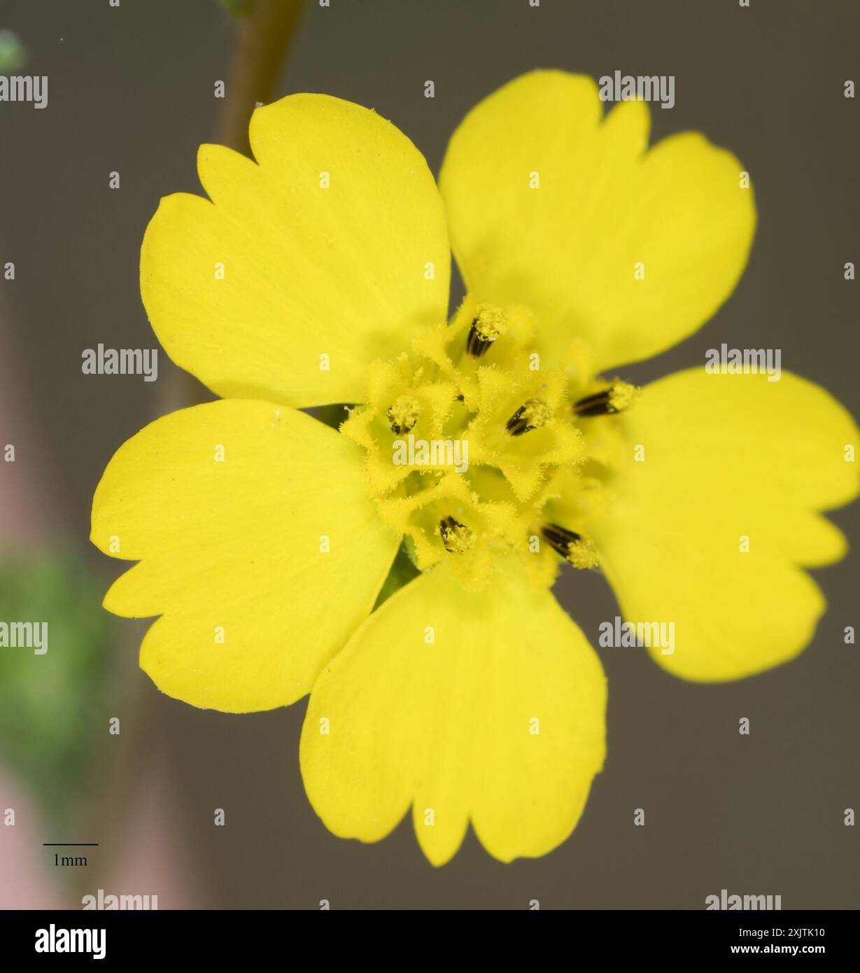 Clustered Tarweed (Deinandra fasciculata) Plantae Stock Photo - Alamy