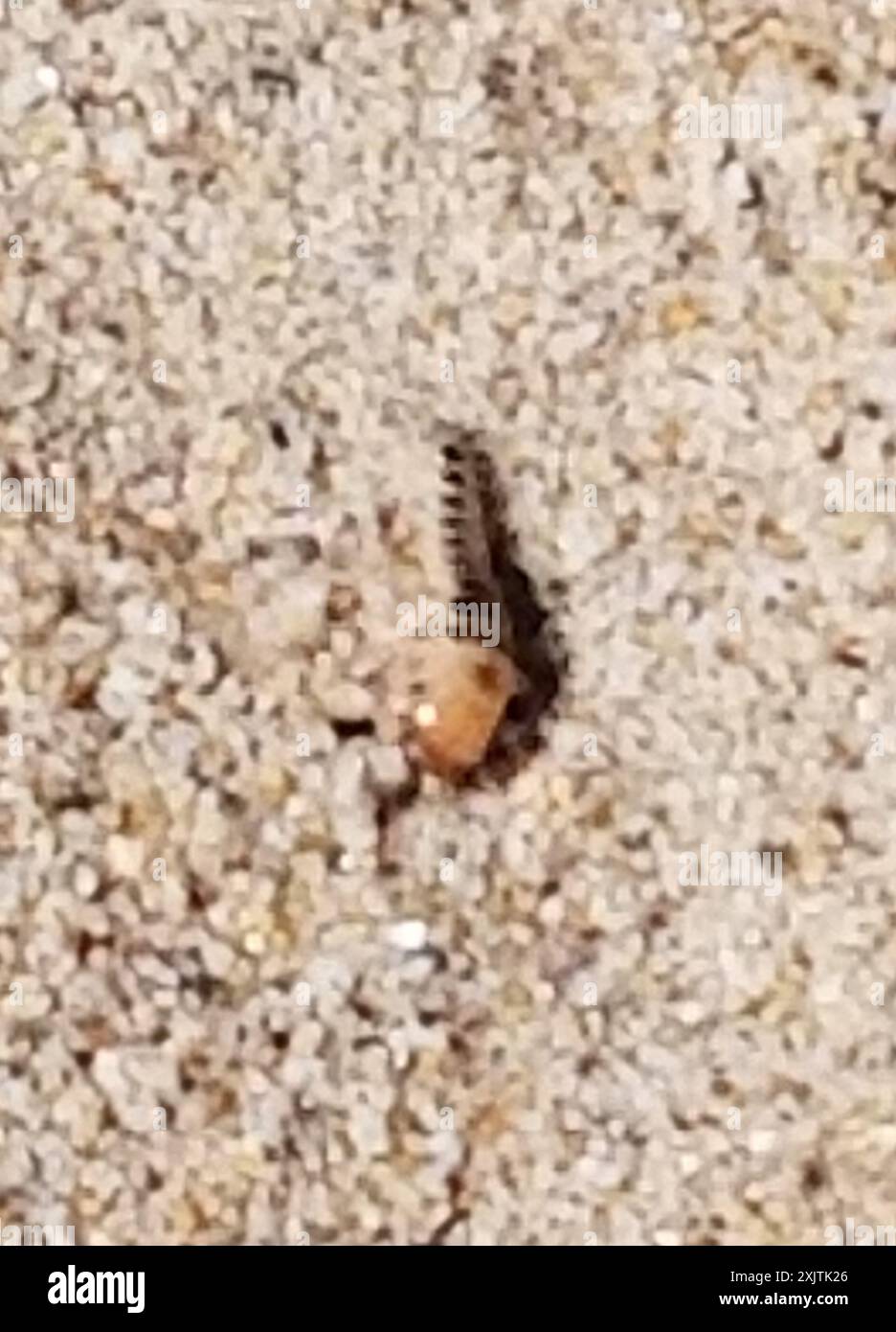 Pictured Rove Beetle (Thinopinus pictus) Insecta Stock Photo - Alamy