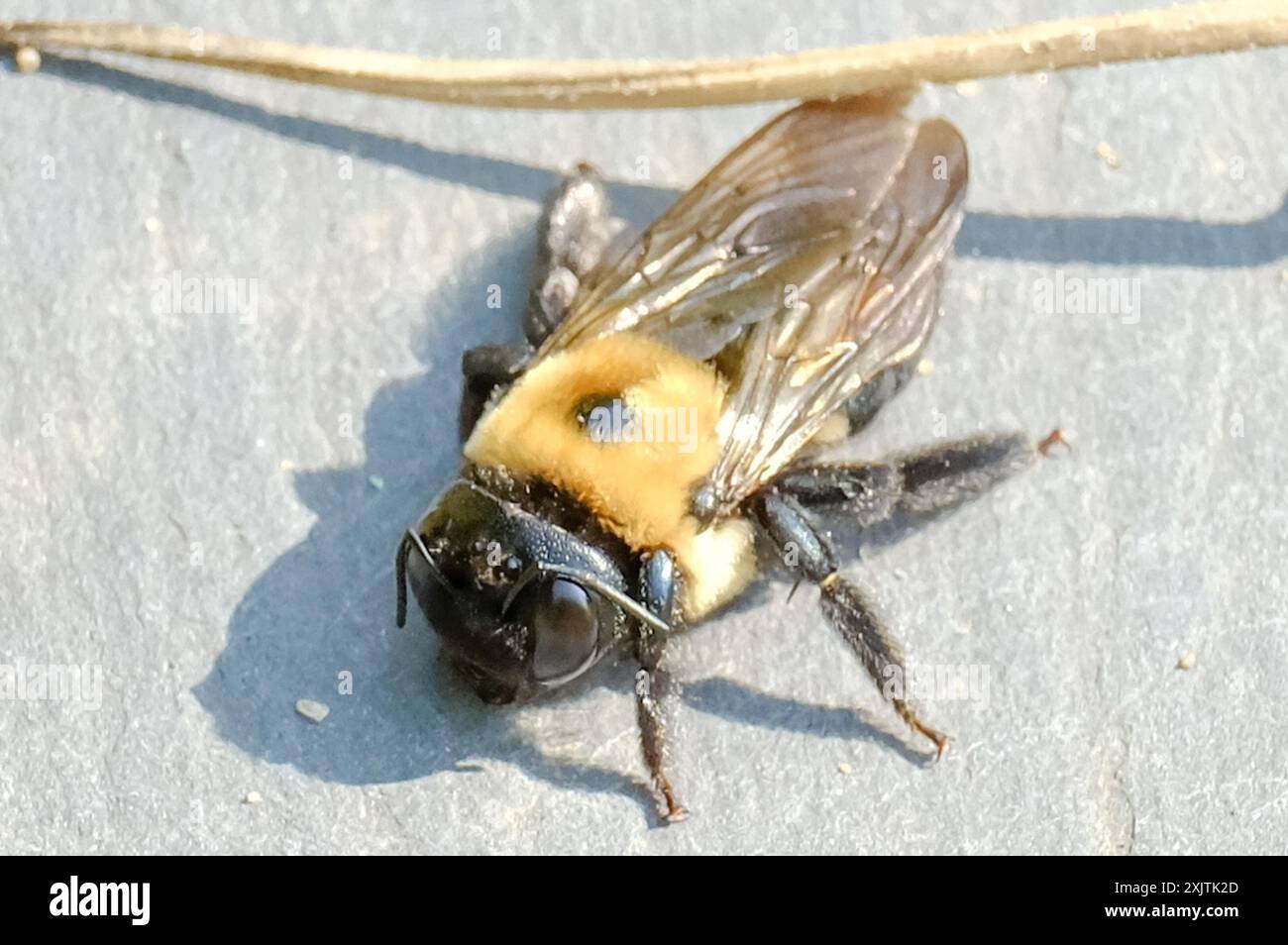 Eastern Carpenter Bee (Xylocopa virginica) Insecta Stock Photo - Alamy