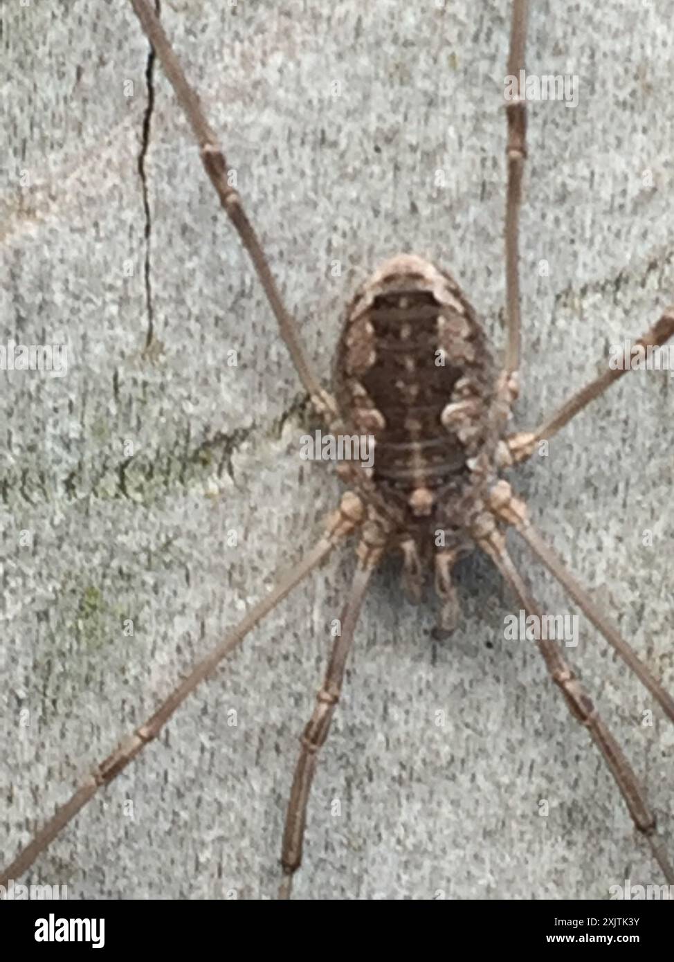 European Harvestman (Phalangium opilio) Arachnida Stock Photo - Alamy