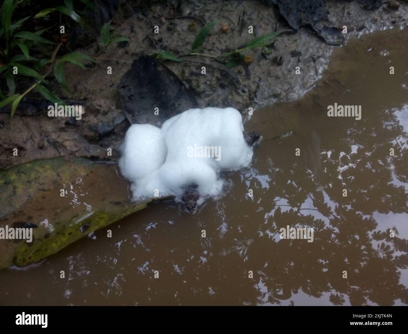 Tungara frog hi-res stock photography and images - Alamy