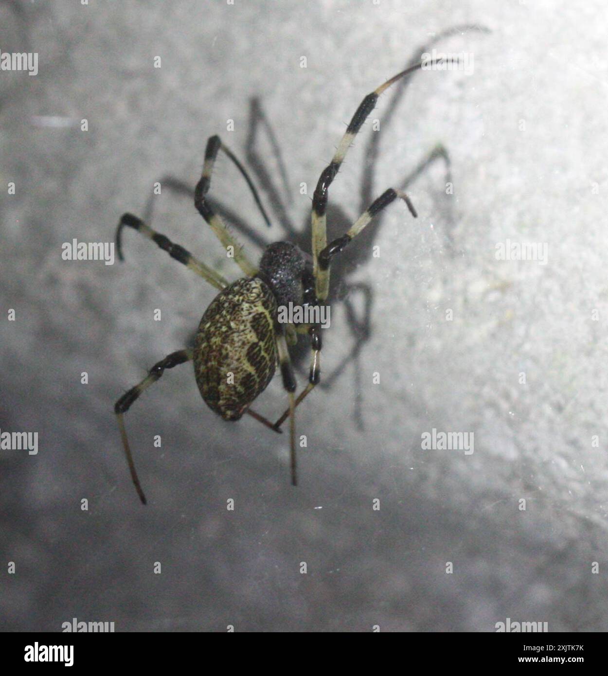 Asian Hermit Spider (Nephilengys malabarensis) Arachnida Stock Photo ...