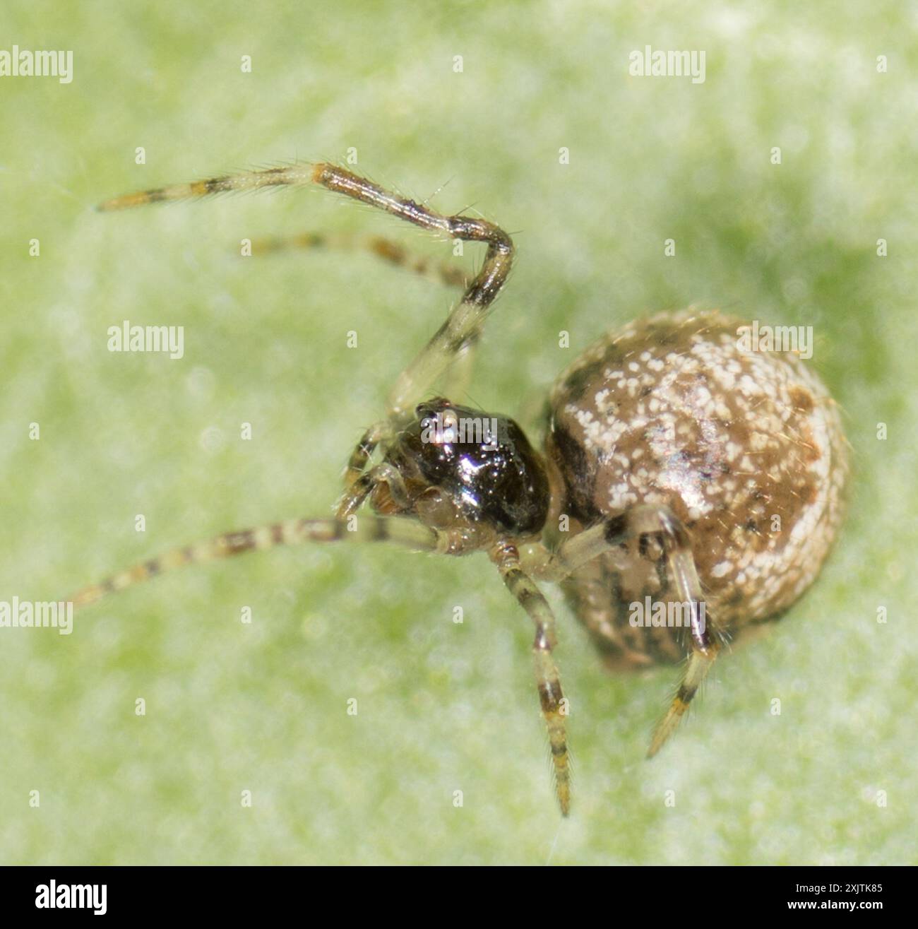 Comb-footed Spiders (Theridiidae) Arachnida Stock Photo - Alamy