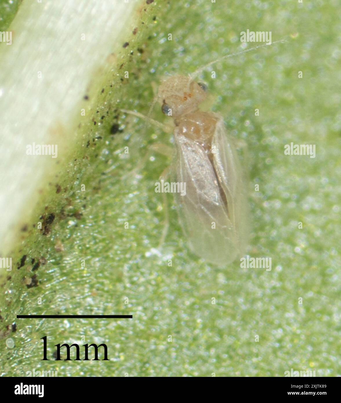 Barklice, Booklice, and Parasitic Lice (Psocodea) Insecta Stock Photo ...