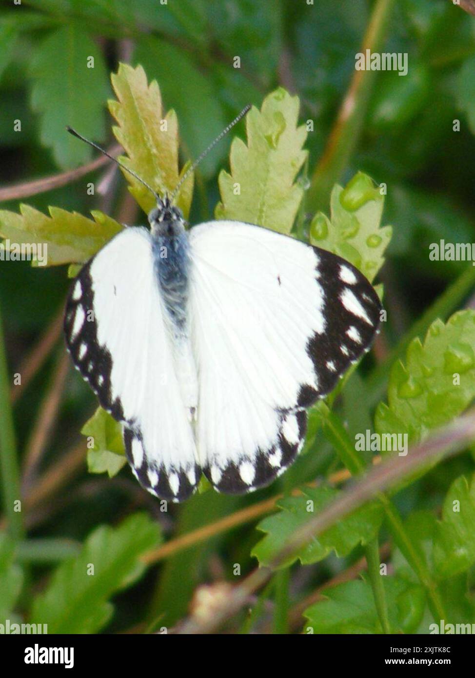 African Common White (Belenois creona severina) Insecta Stock Photo - Alamy