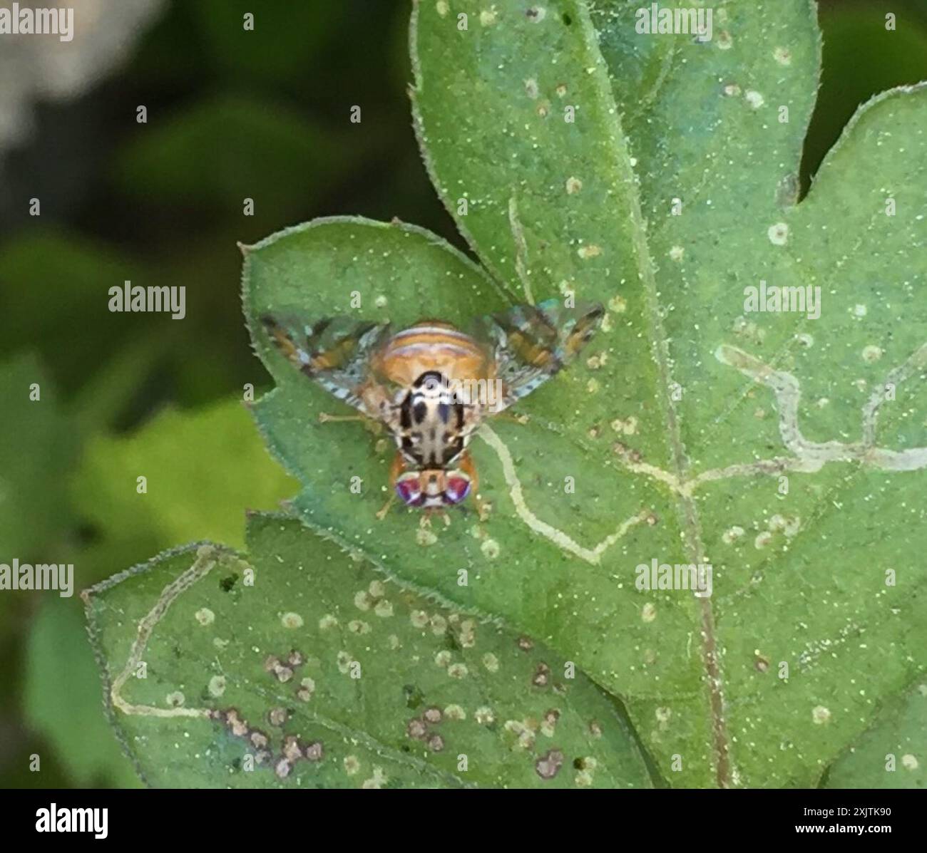 Mediterranean Fruit Fly (Ceratitis capitata) Insecta Stock Photo - Alamy