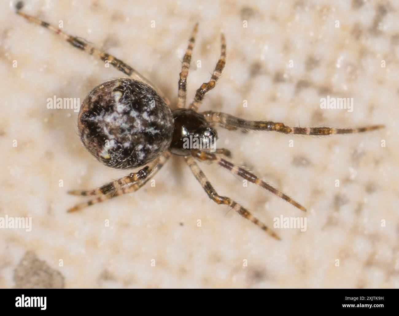 Comb-footed Spiders (Theridiidae) Arachnida Stock Photo - Alamy
