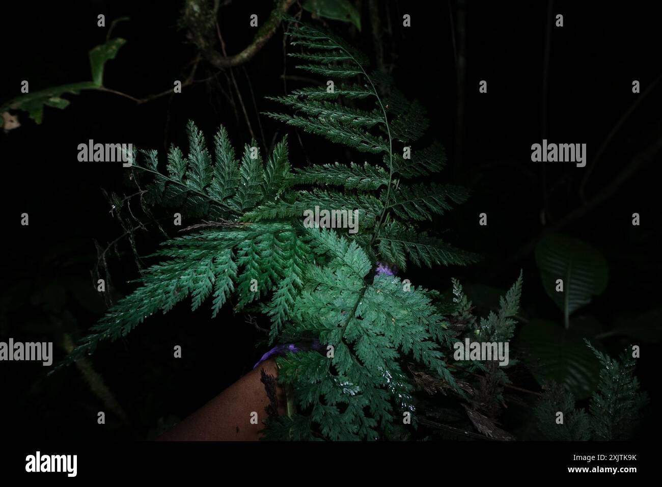 Filmy Ferns and Bristle Ferns (Hymenophyllaceae) Plantae Stock Photo ...