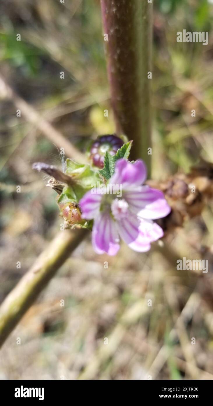 Cretan mallow (Malva multiflora) Plantae Stock Photo - Alamy