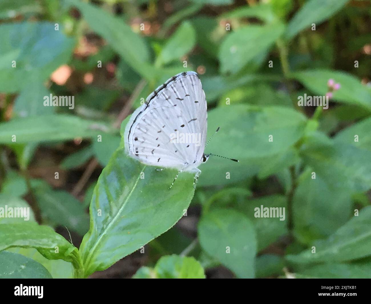 Summer Azure (Celastrina neglecta) Insecta Stock Photo - Alamy