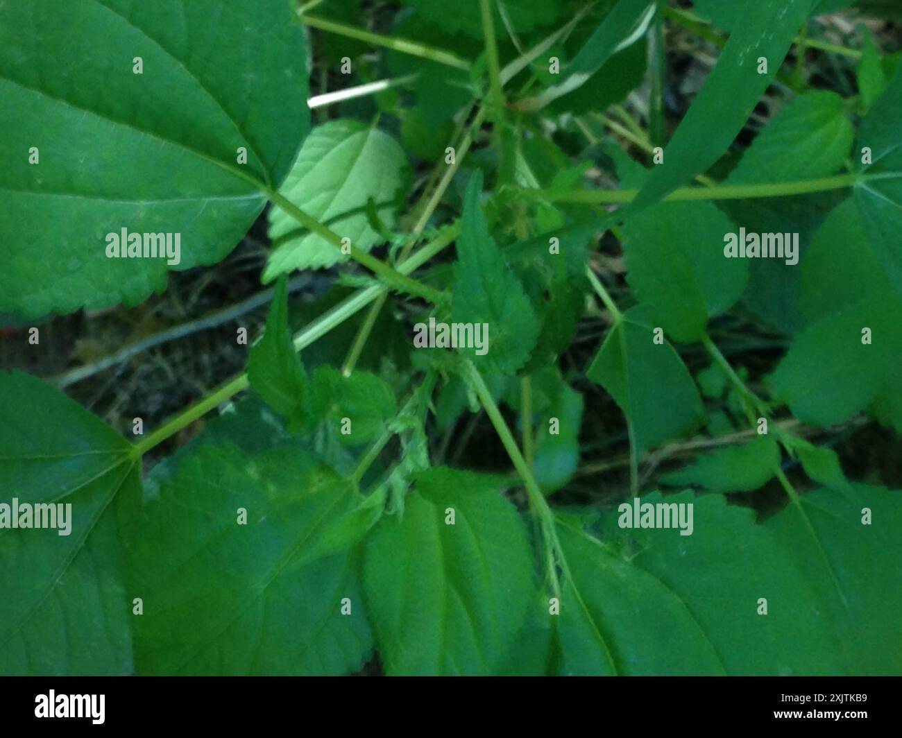false nettle (Boehmeria cylindrica) Plantae Stock Photo - Alamy