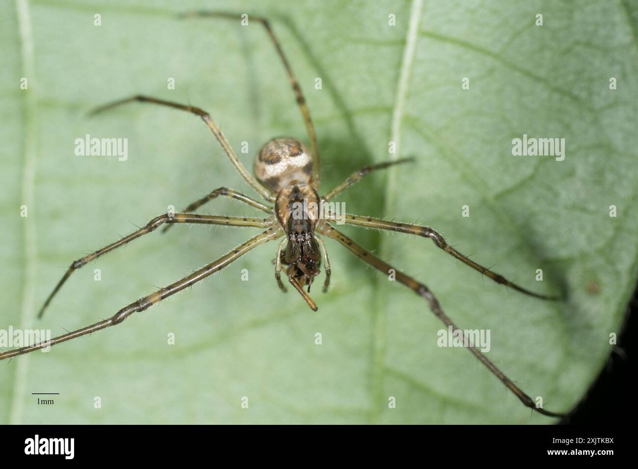 Stretch Spiders (Tetragnatha) Arachnida Stock Photo - Alamy