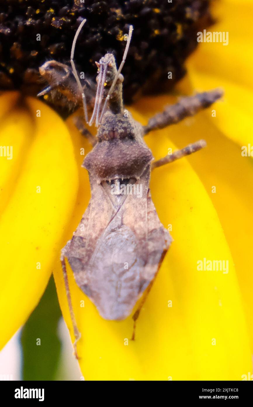 Spiny Assassin Bug (Sinea spinipes) Insecta Stock Photo - Alamy