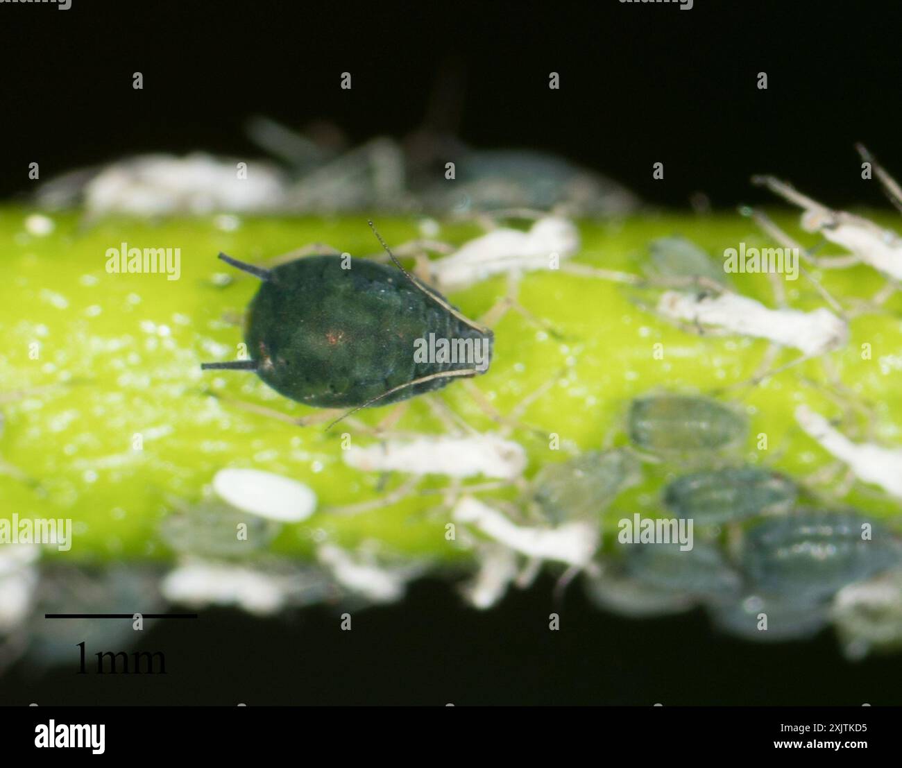 Melon aphid hi-res stock photography and images - Alamy
