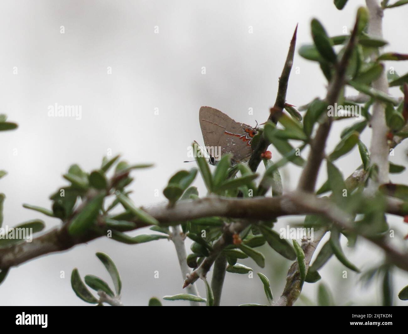 Dusky-blue Groundstreak (Calycopis isobeon) Insecta Stock Photo - Alamy