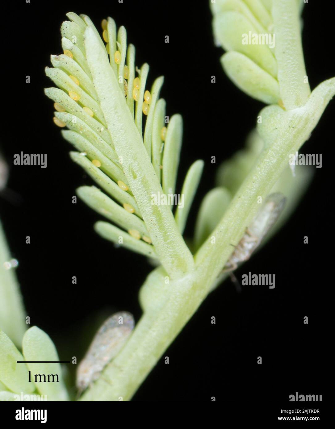 (Acizzia acaciaebaileyanae) Insecta Stock Photo - Alamy