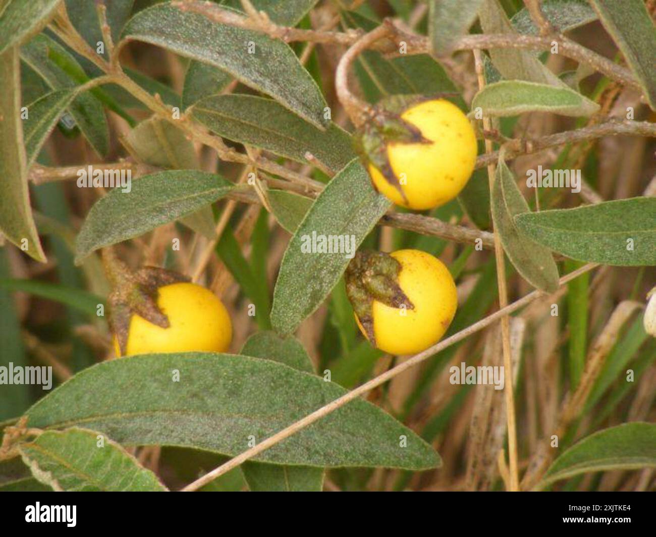 bitter-apple (Solanum campylacanthum) Plantae Stock Photo - Alamy