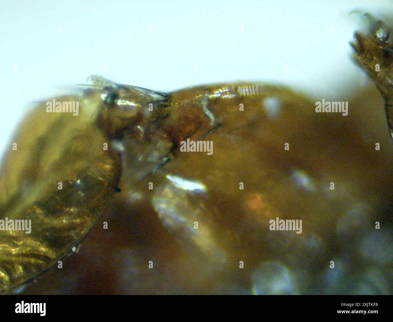 Rodent and Bird Fleas (Ceratophyllidae) Insecta Stock Photo - Alamy