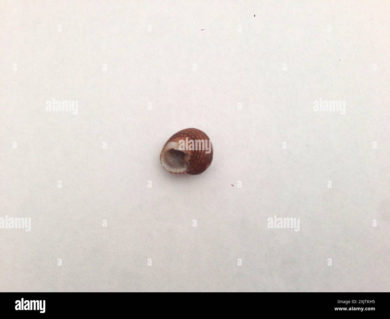 Cruciatus hi-res stock photography and images - Alamy