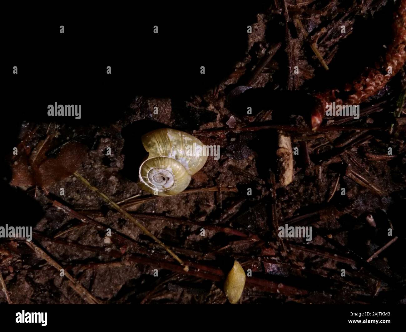Gray-foot Lancetooth Snail (Haplotrema concavum) Mollusca Stock Photo ...