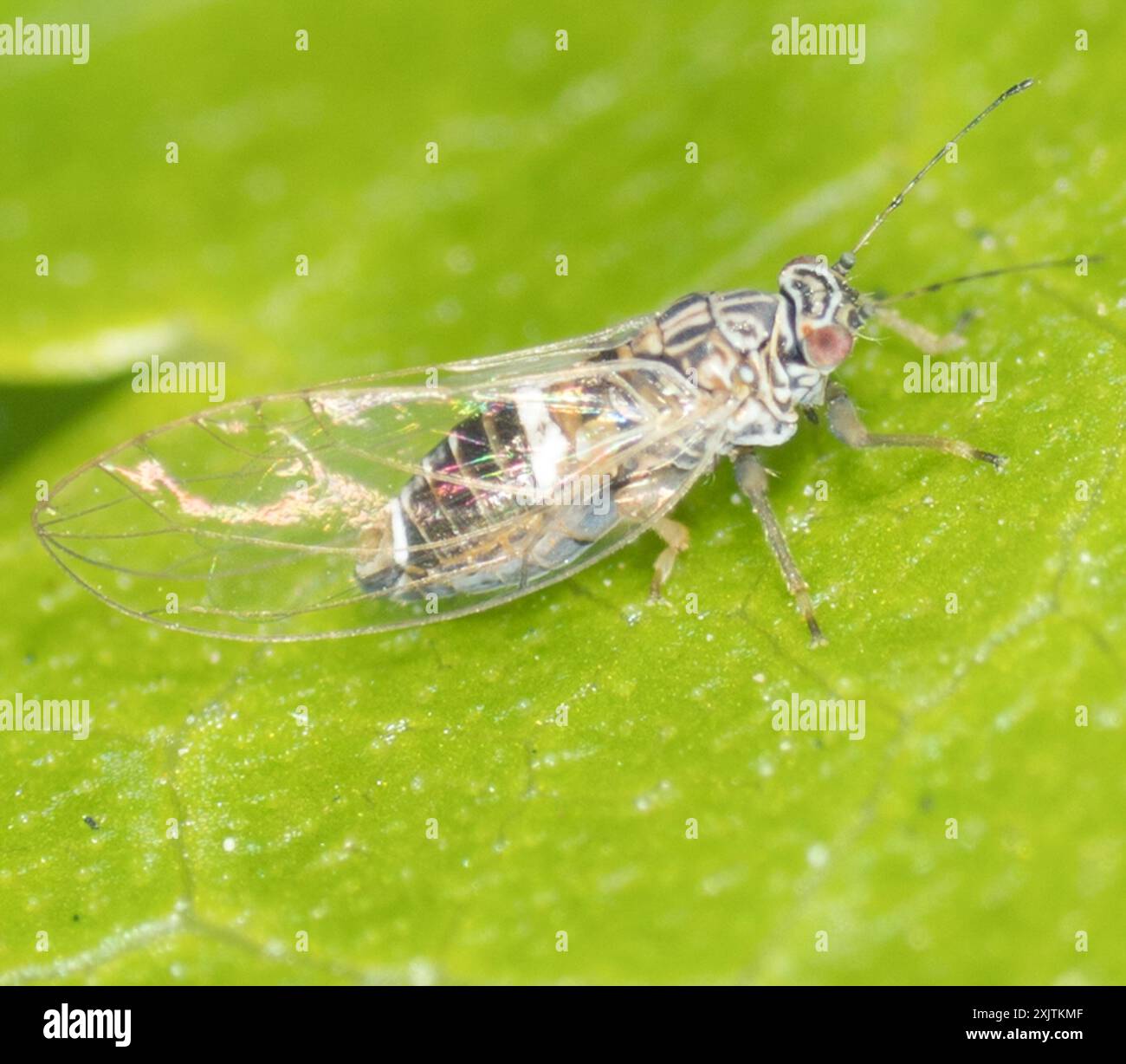 Potato Psyllid (Bactericera cockerelli) Insecta Stock Photo - Alamy