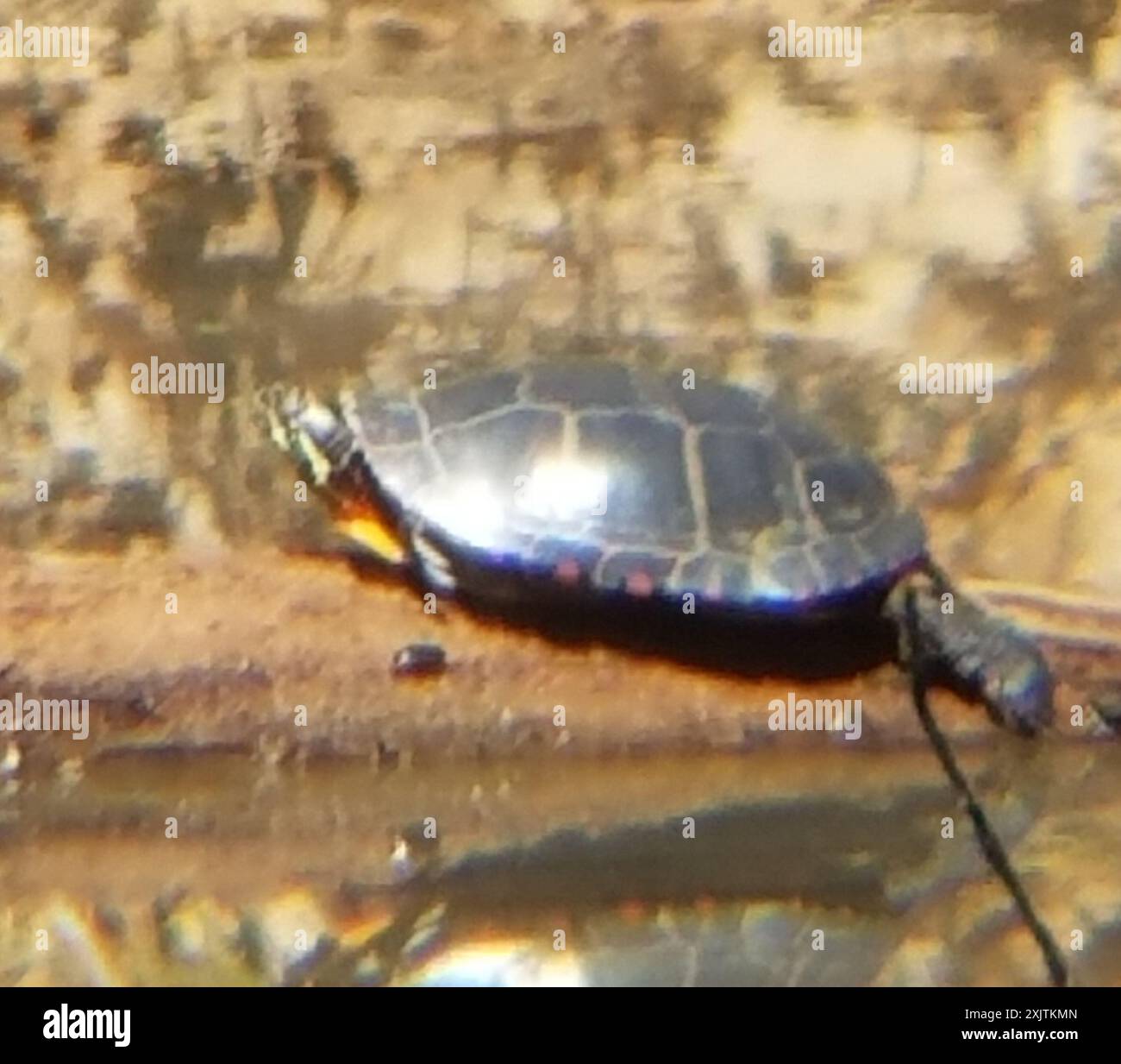 Eastern Painted Turtle (Chrysemys picta picta) Reptilia Stock Photo - Alamy