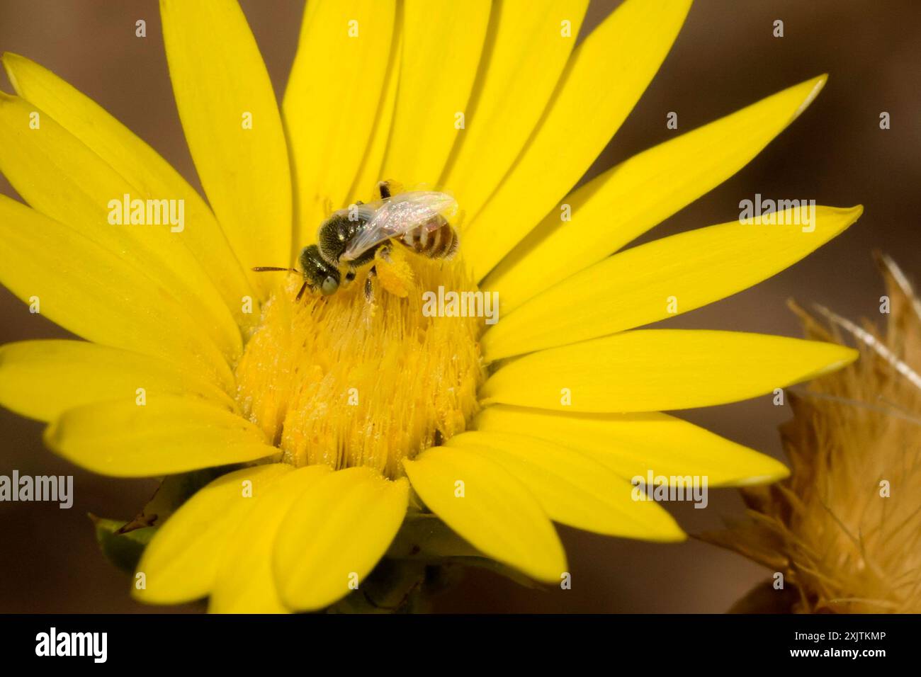 Sleepy daisy hi-res stock photography and images - Alamy
