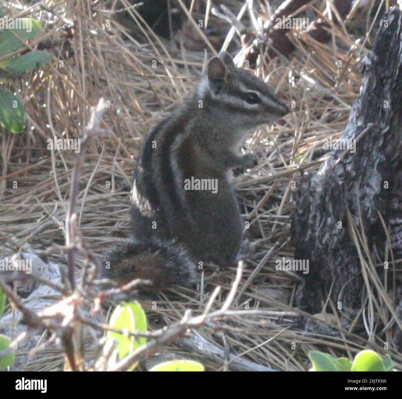 Sonoma Chipmunk (Neotamias sonomae) Mammalia Stock Photo - Alamy
