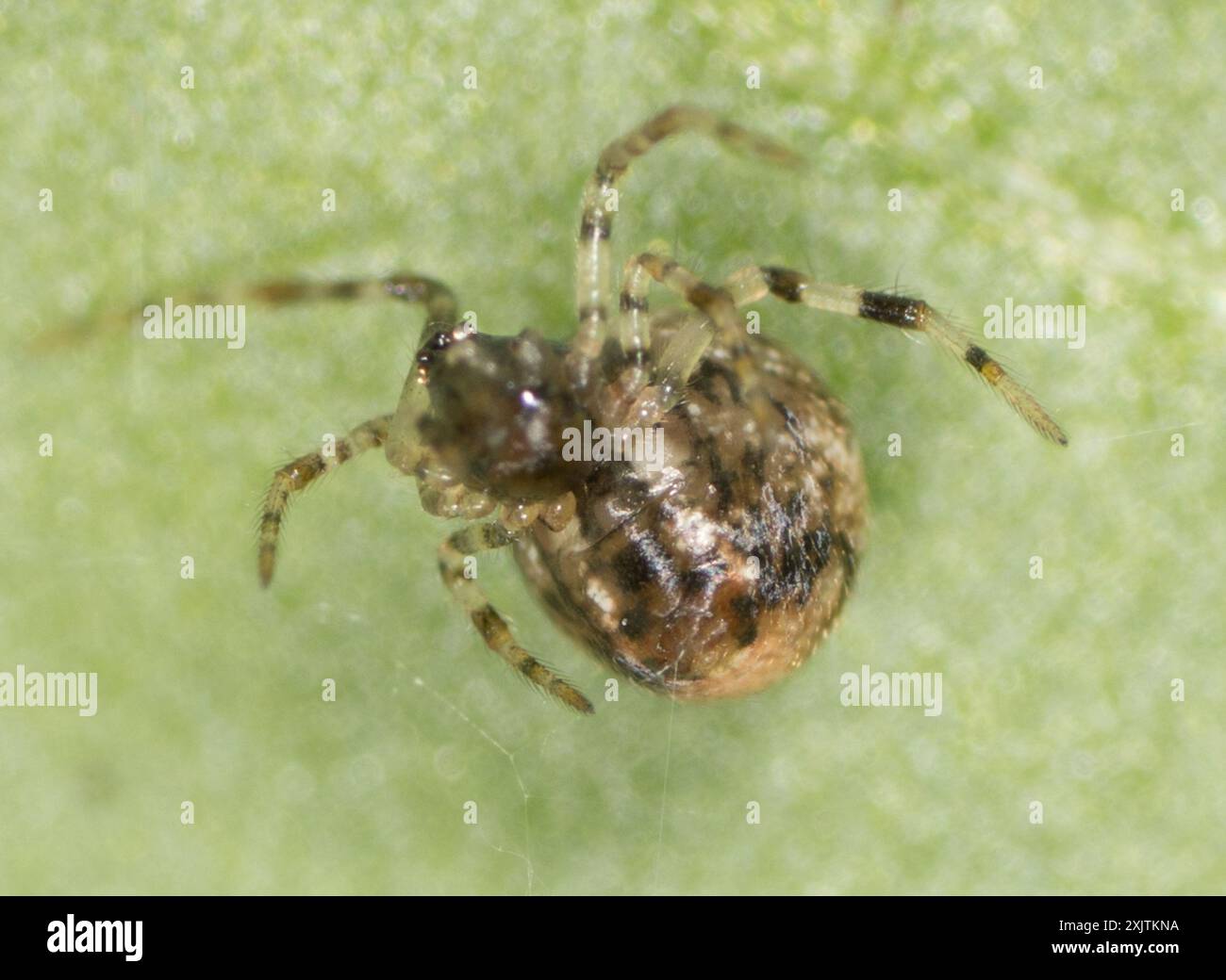 Comb-footed Spiders (Theridiidae) Arachnida Stock Photo - Alamy