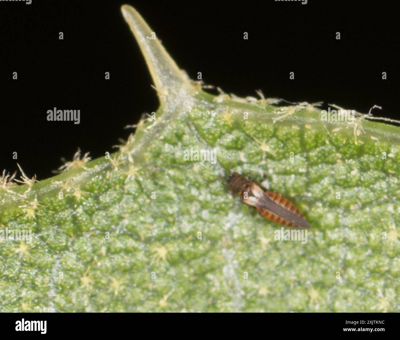 Thrips (Thysanoptera) Insecta Stock Photo - Alamy