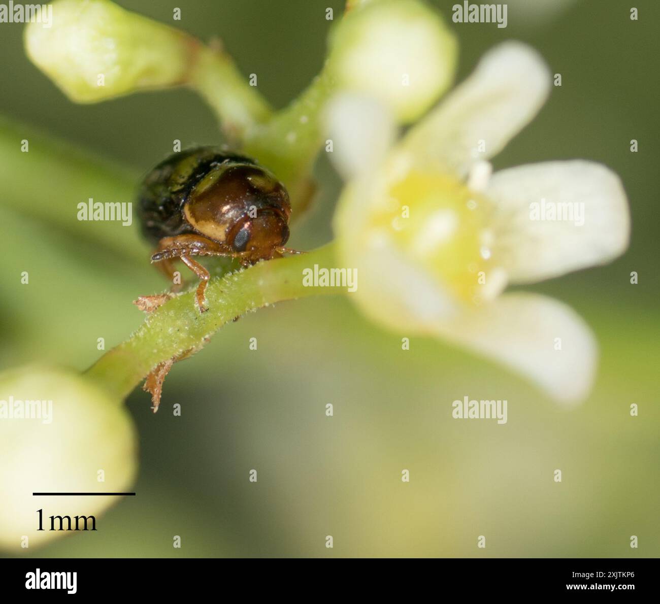 Bronze Leaf Beetle (Diachus auratus) Insecta Stock Photo - Alamy