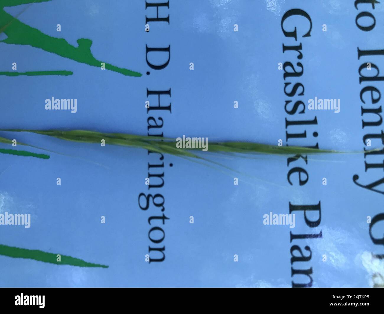 Long-awned Wood Grass (Brachyelytrum erectum) Plantae Stock Photo - Alamy