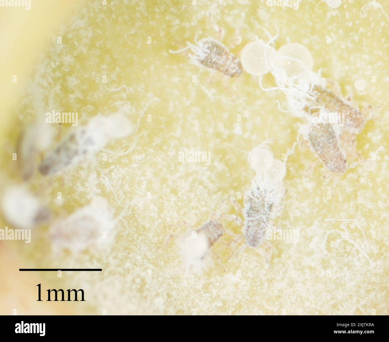 Poplar Leaf-stem Gall Aphids (Pemphigus) Insecta Stock Photo - Alamy