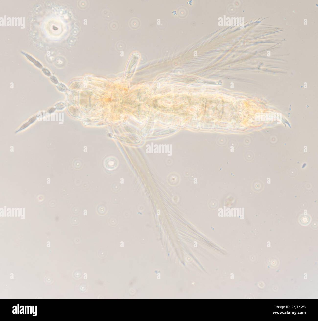 Chilli Thrips (Scirtothrips dorsalis) Insecta Stock Photo - Alamy