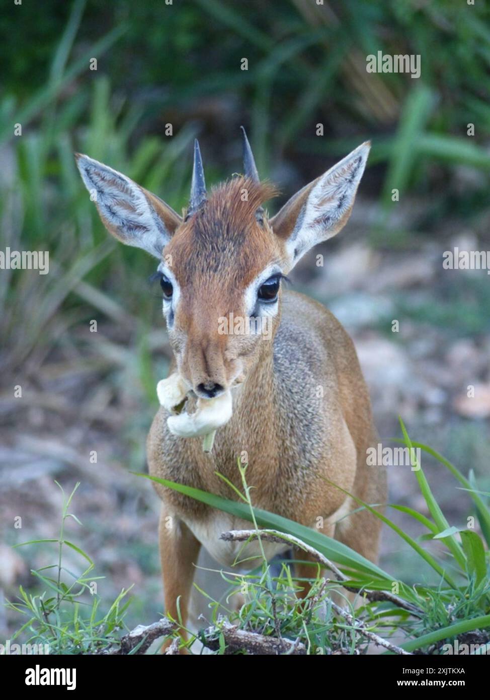 Hinde's Dik-Dik (Madoqua hindei) Mammalia Stock Photo - Alamy