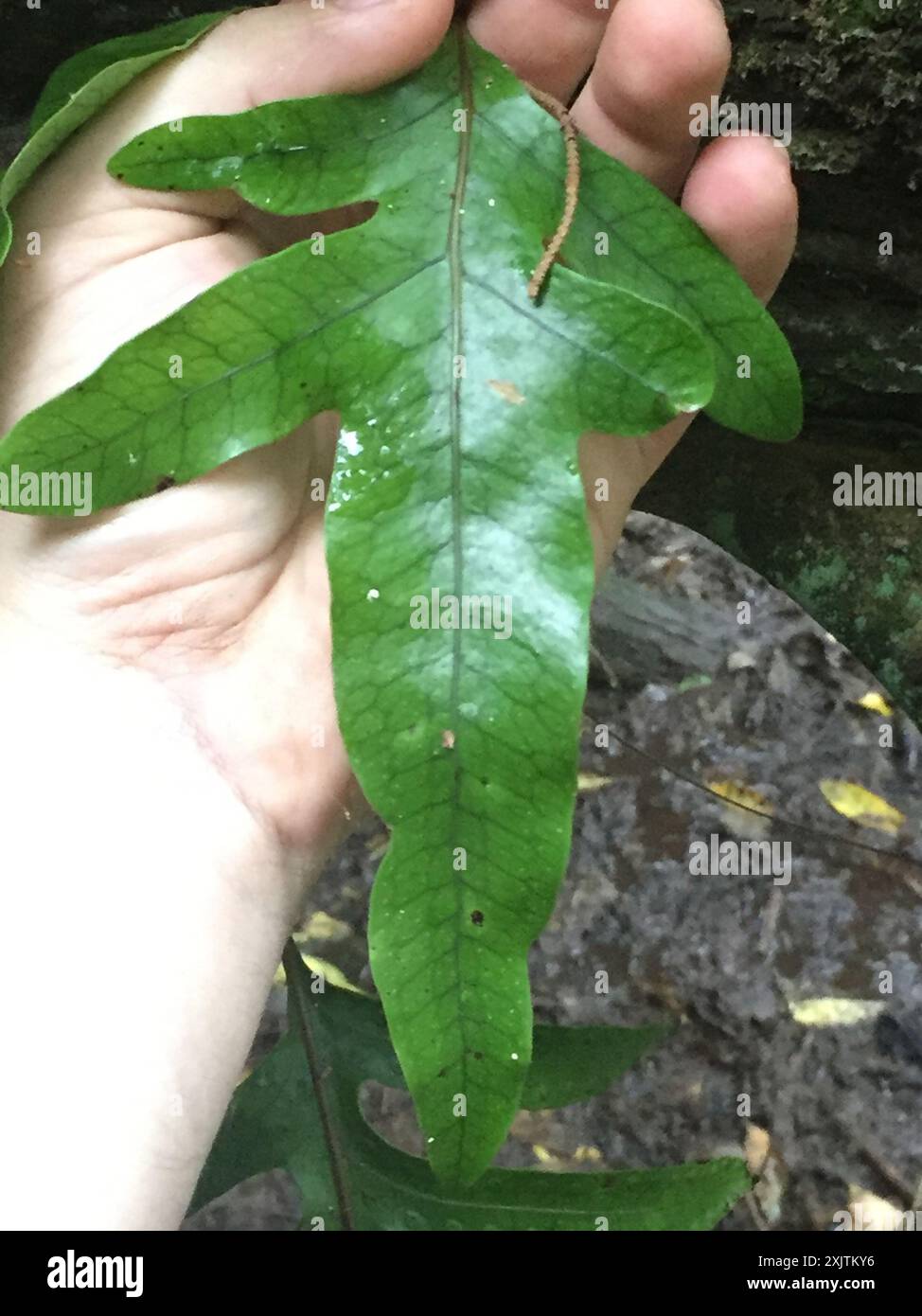 Kangaroo Fern (Microsorum pustulatum pustulatum) Plantae Stock Photo ...
