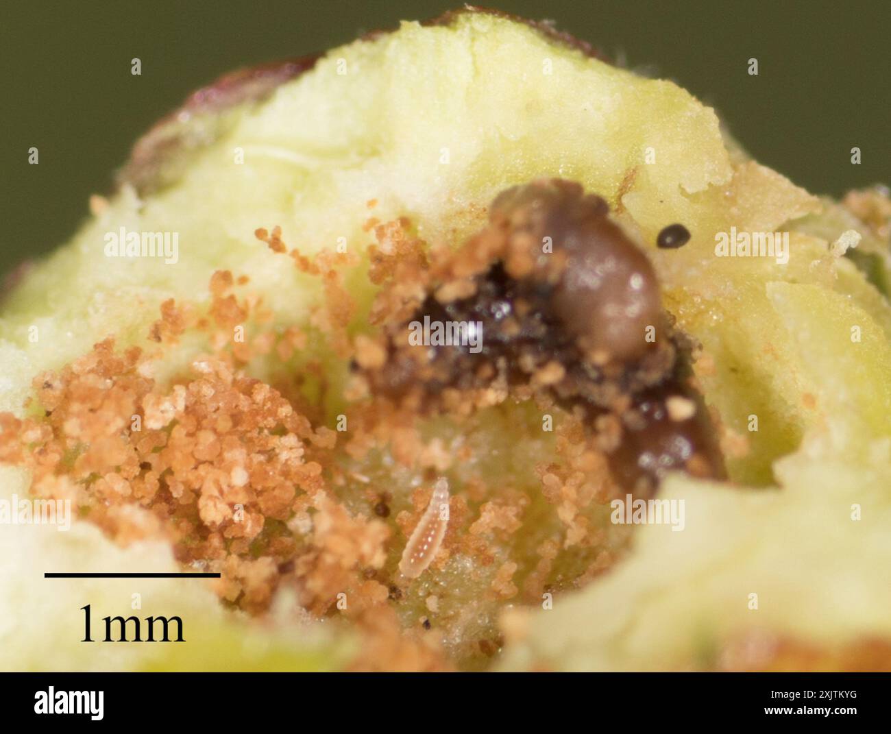 Willow Apple Gall Sawfly (Euura californica) Insecta Stock Photo - Alamy