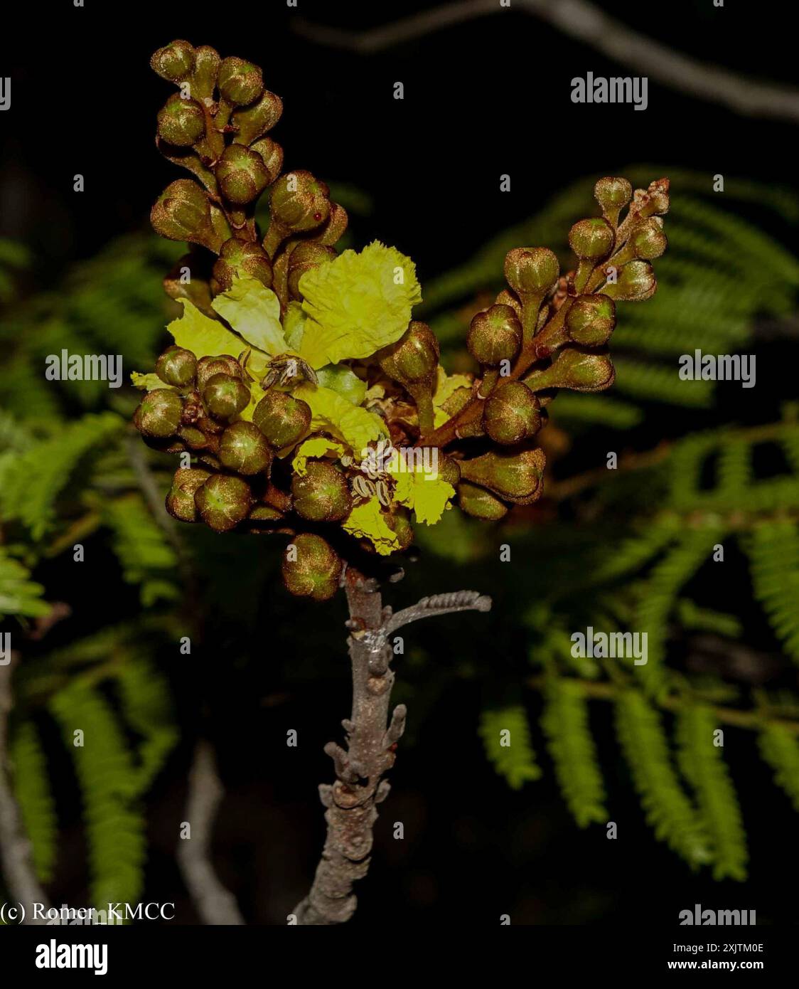 (Bussea perrieri) Plantae Stock Photo - Alamy