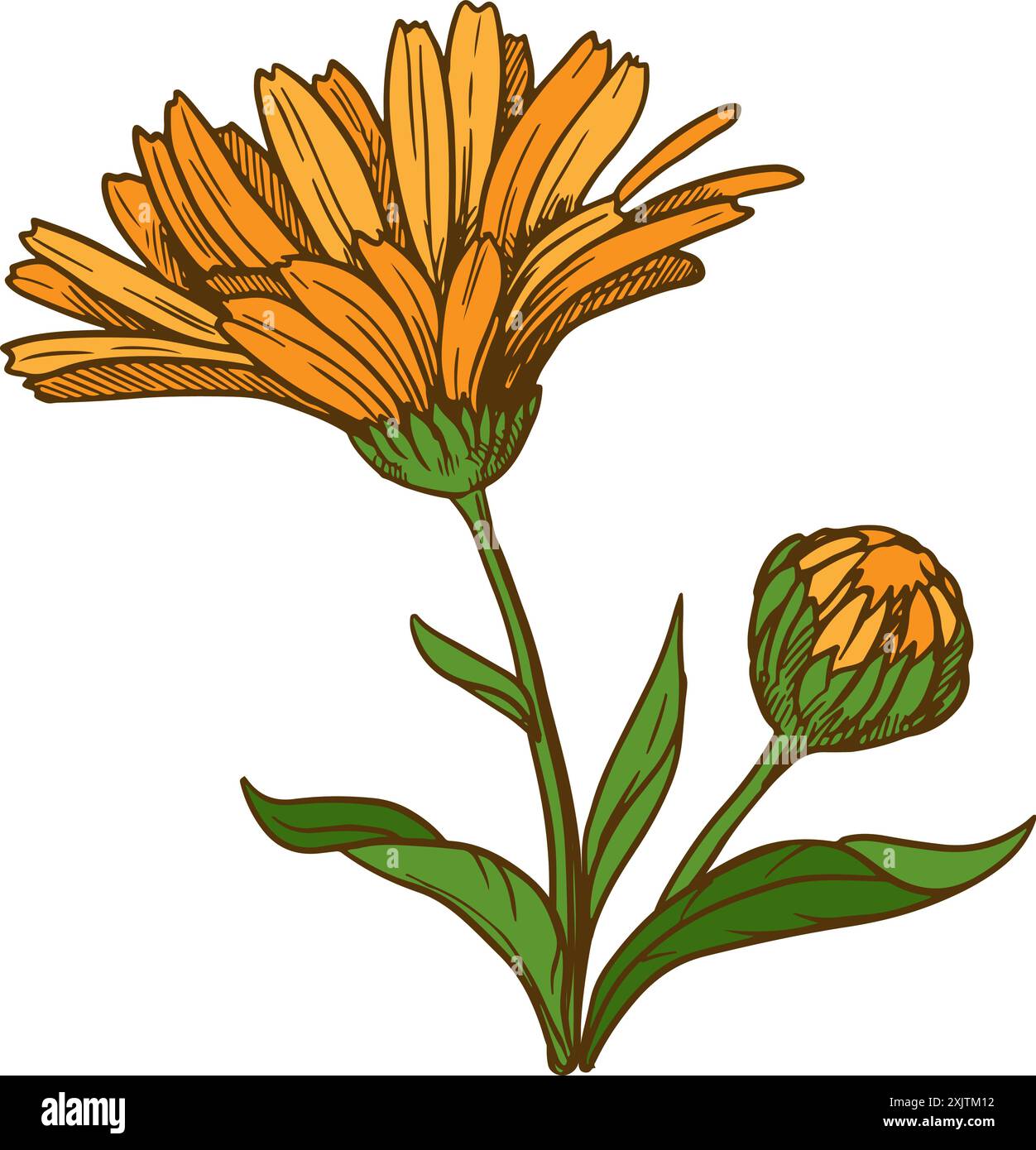 Calendula officinalis flower Stock Vector Images - Alamy