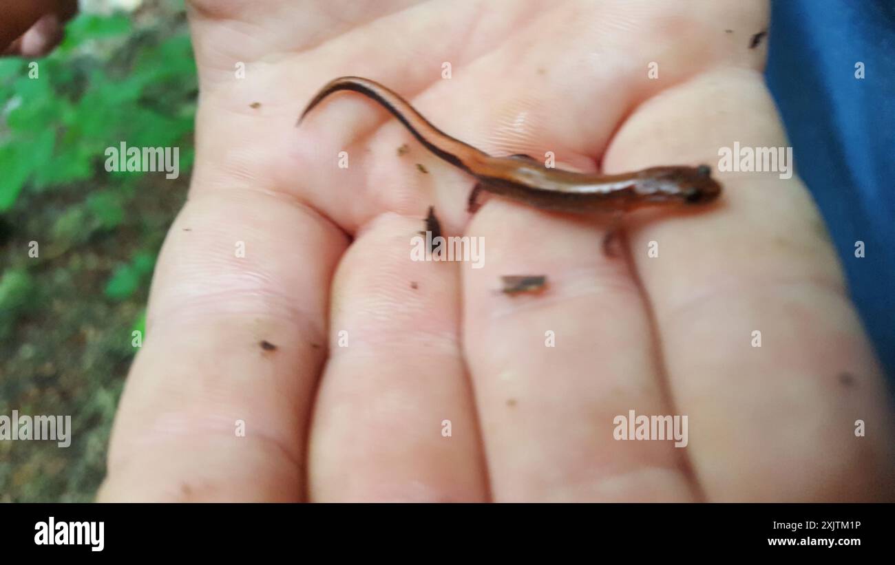 Southern Red-backed Salamander (Plethodon serratus) Amphibia Stock ...