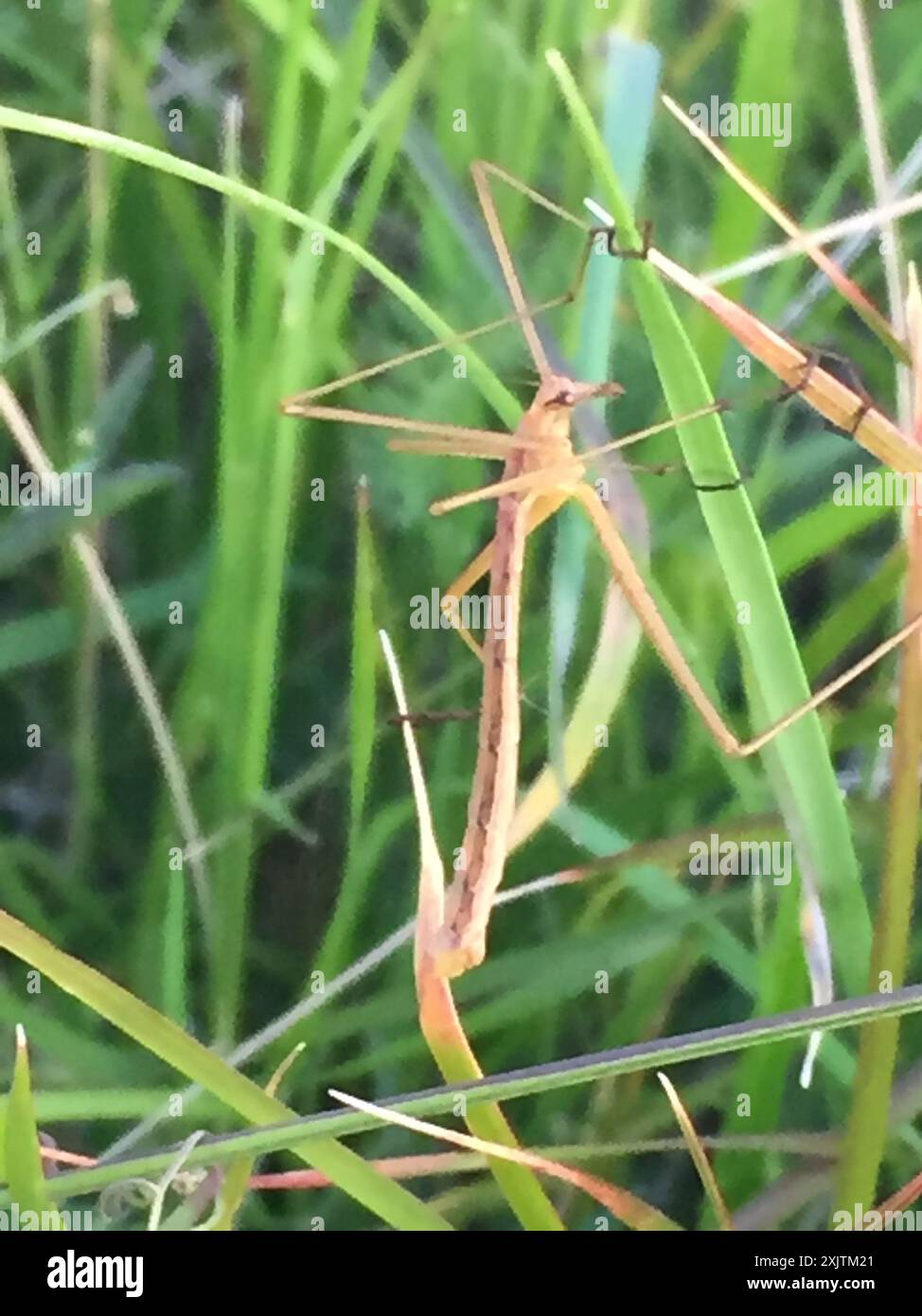 Wingless Hangingfly (Apterobittacus apterus) Insecta Stock Photo - Alamy