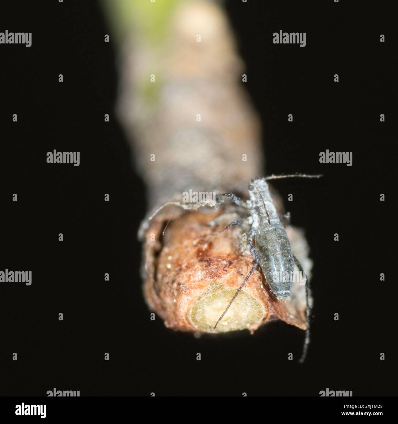 Eulachnus rileyi hi-res stock photography and images - Alamy