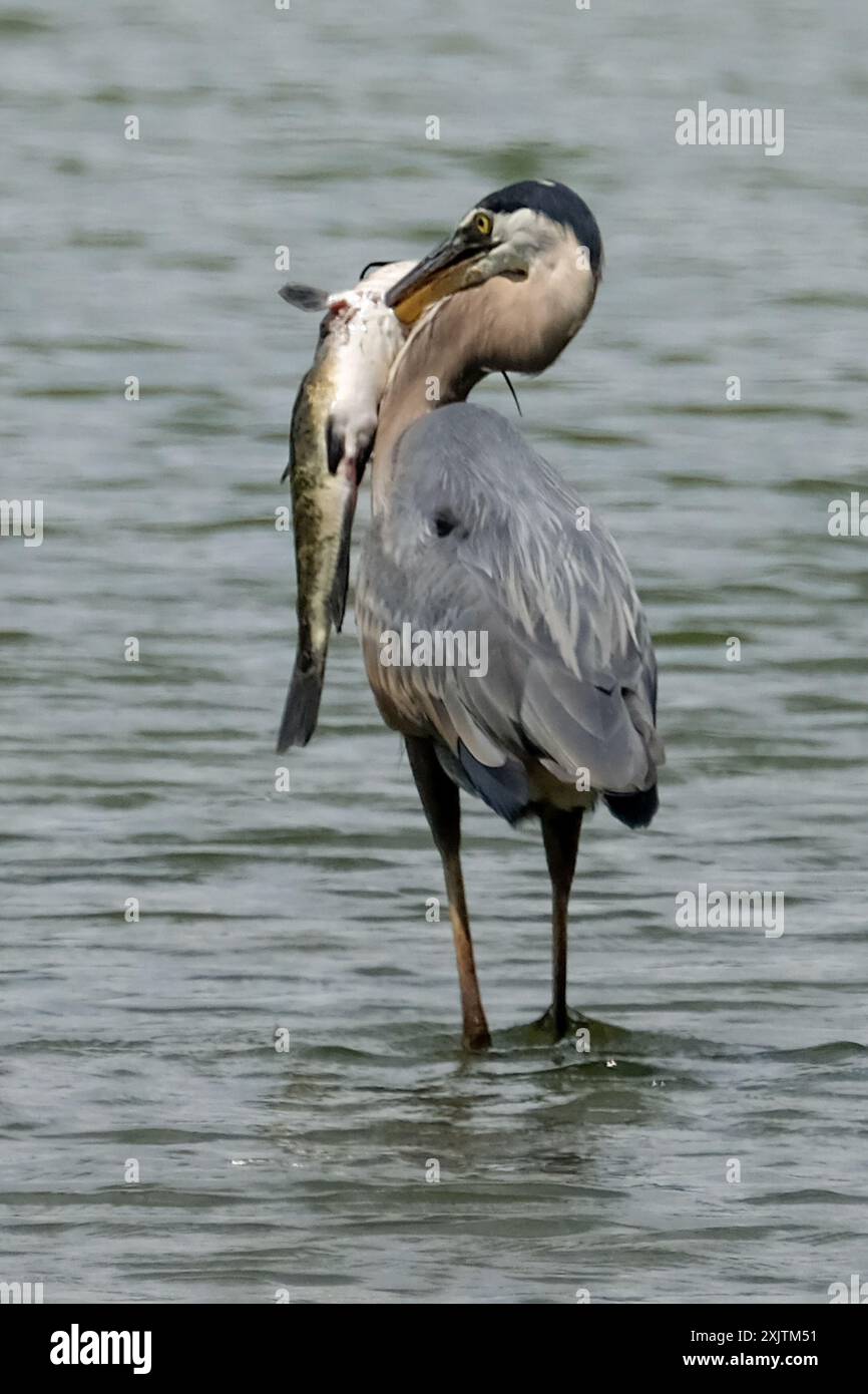 Bullheads (Ameiurus) Actinopterygii Stock Photo - Alamy