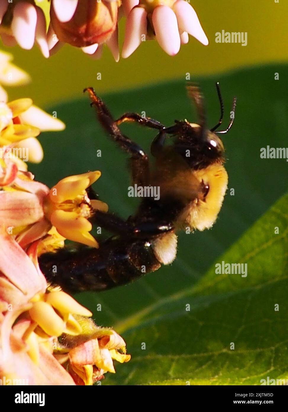 Eastern Carpenter Bee (Xylocopa virginica) Insecta Stock Photo - Alamy