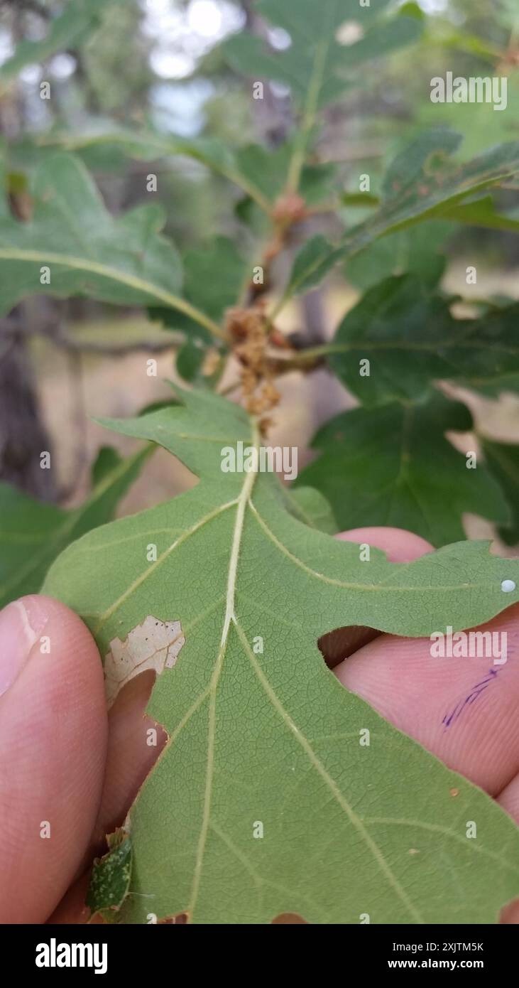 Oregon oak (Quercus garryana) Plantae Stock Photo - Alamy