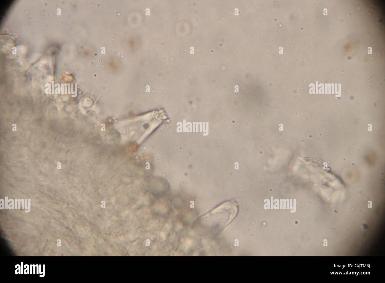Napipes hi-res stock photography and images - Alamy