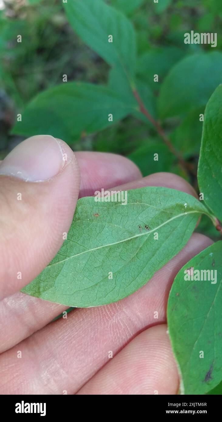 black huckleberry (Gaylussacia baccata) Plantae Stock Photo - Alamy