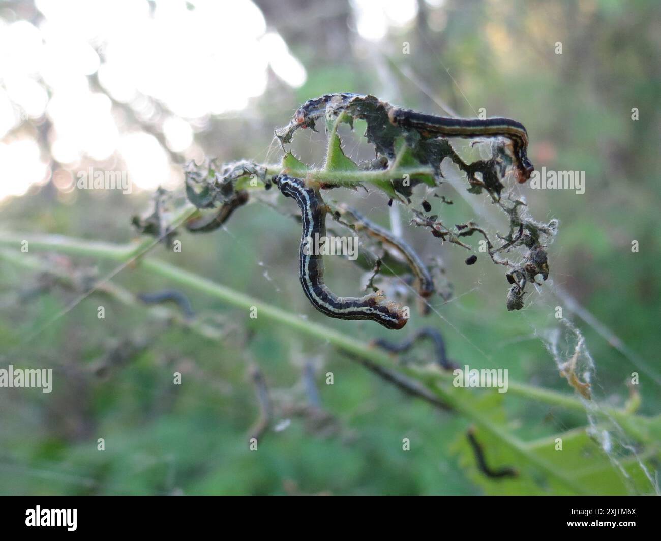 Fall Cankerworm Moth (Alsophila pometaria) Insecta Stock Photo - Alamy